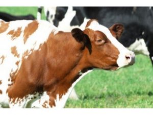 Poze cu vaci. Cele mai apreciate rase de bovine de pe glob | TARC.ro
