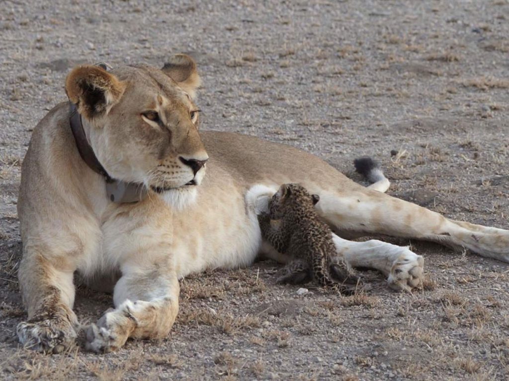 Unic! O leoaica a adoptat un pui de leopard | TARC.ro