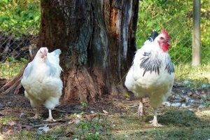 Top 10 cele mai bune rase de gaini pentru oua | TARC.ro