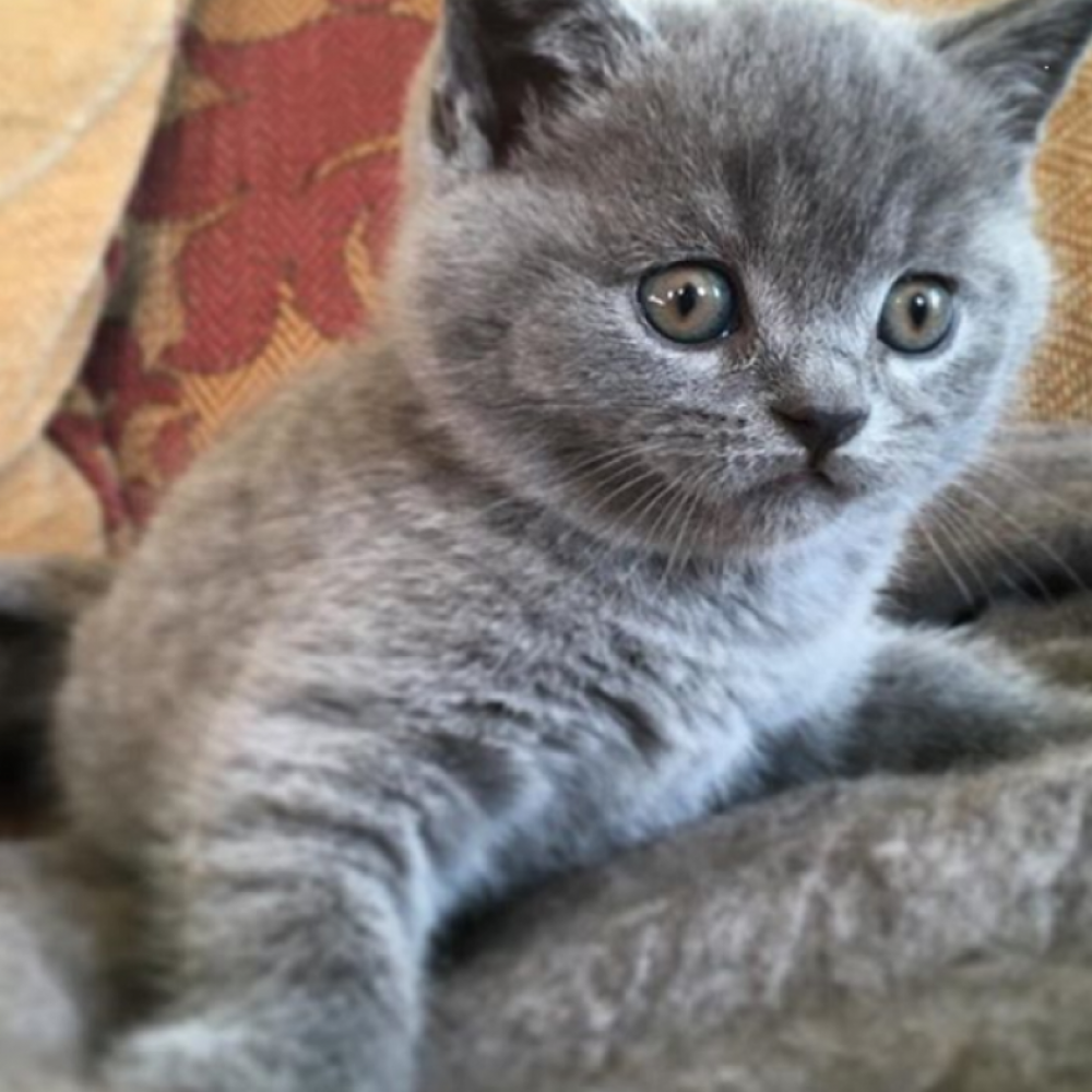 Pui British Shorthair Blue, Cluj-Napoca