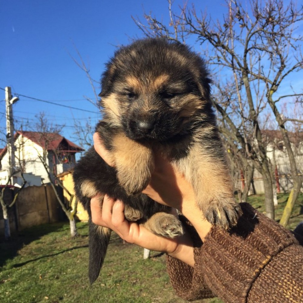 Pui ciobanesc german de vanzare, Piteşti